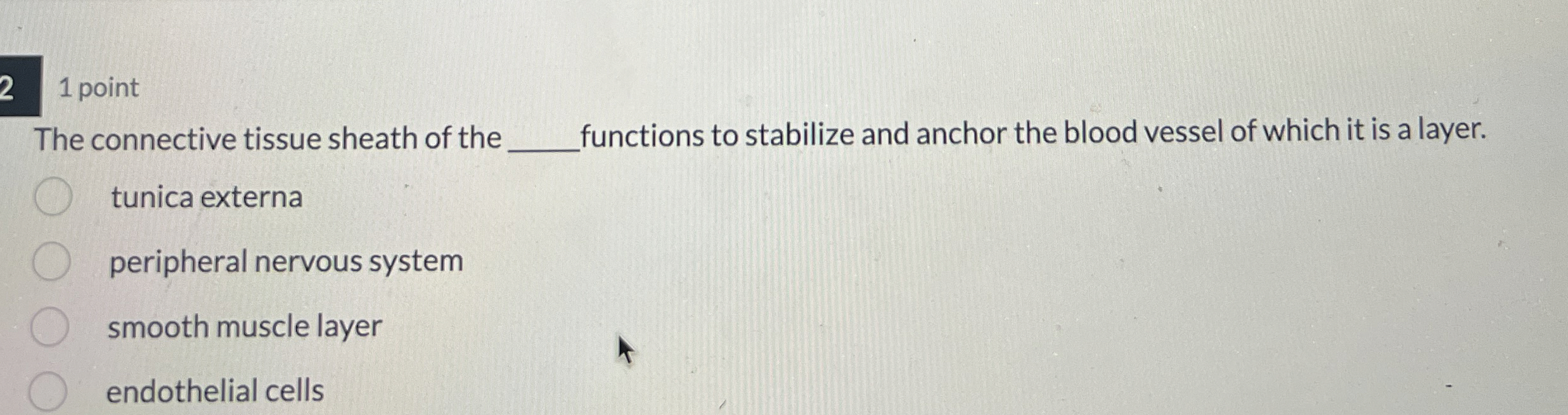 Solved 1 ﻿pointThe connective tissue sheath of the q, | Chegg.com