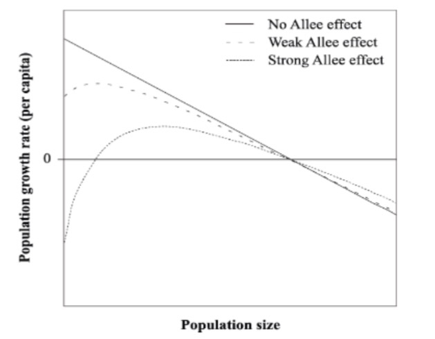 Solved Can someone explain what the allee effect is & | Chegg.com
