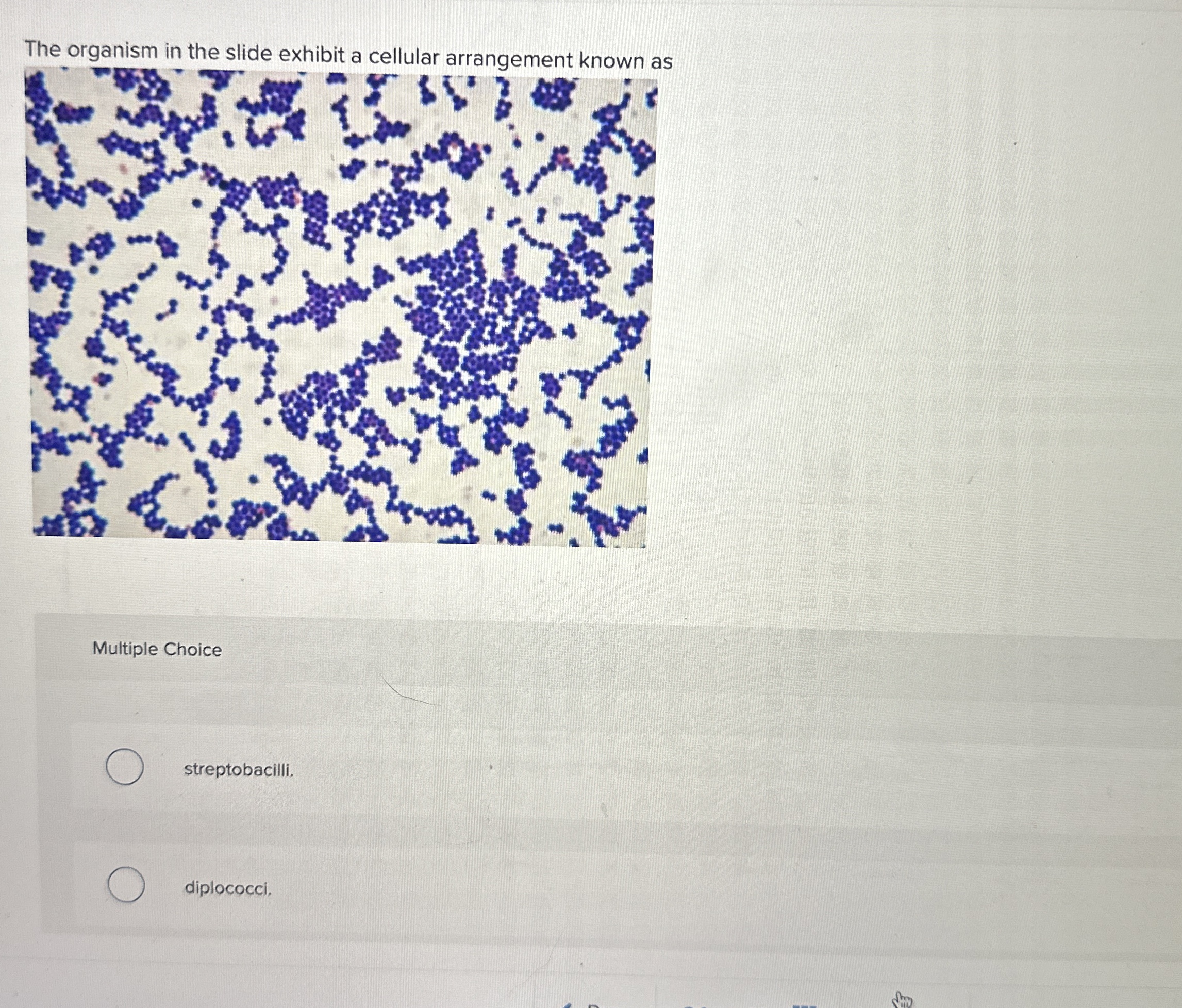 Solved The organism in the slide exhibit a cellular | Chegg.com