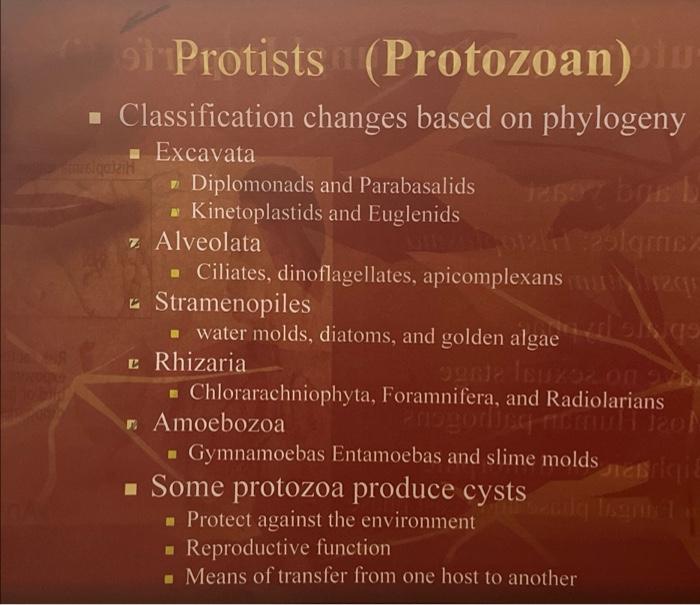 Solved Protozoan • Diplomonads and Parabasalids | Chegg.com
