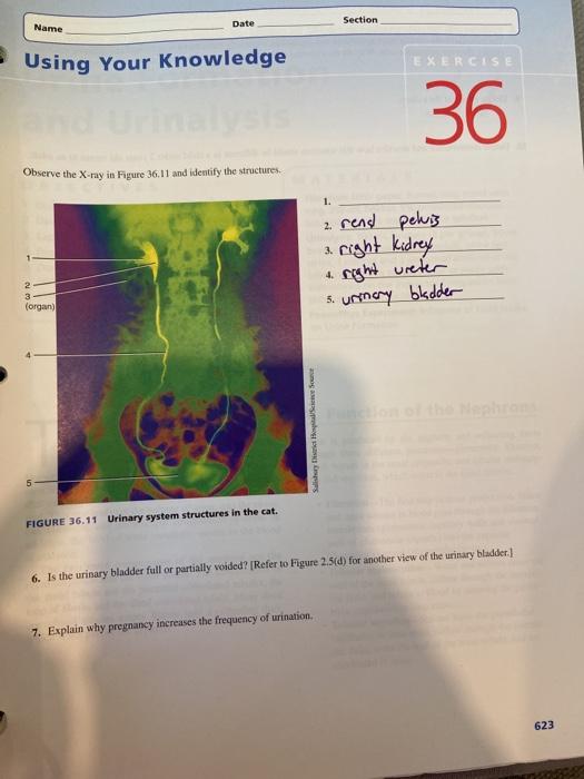 Name Date Section Using Your Knowledge EXERCISE 36 | Chegg.com