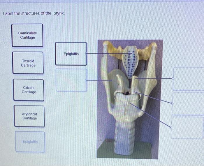 Solved Label the structures of the larynx. | Chegg.com