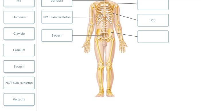 This is a two-part activity. (1) Label any bone that | Chegg.com
