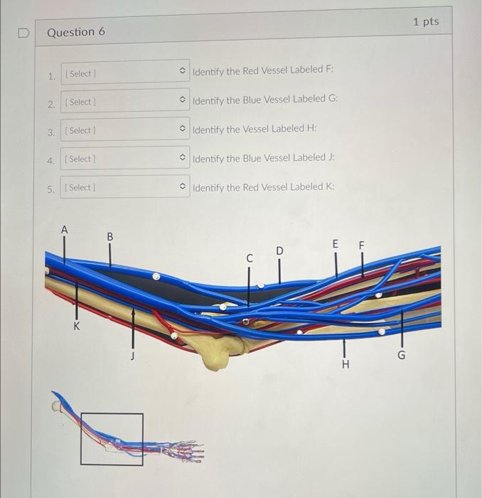 Solved 1. Identify the Red Vessel Labeled F: 2. Identify the | Chegg.com