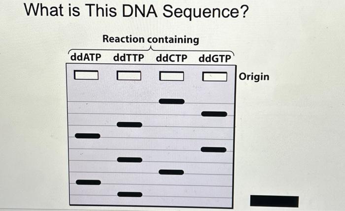 Solved What is This DNA Sequence? Reaction containing ddATP | Chegg.com