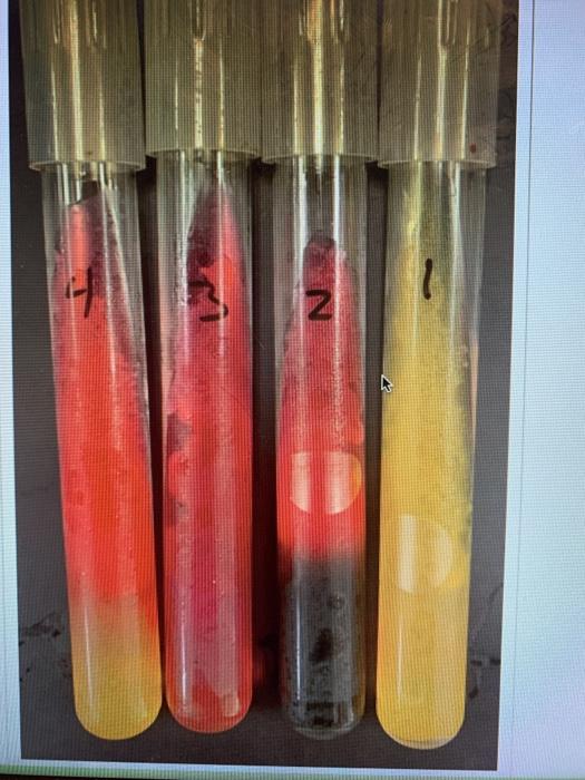 Solved Triple sugar Iron agar. The 4 TSI agar tubes pictured | Chegg.com