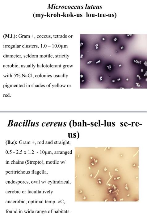 Solved EXPERIMENT 8-Negative Staining OBSERVATIONS Name: | Chegg.com
