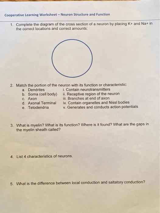 Solved Cooperative Learning Worksheet - Neuron Structure and | Chegg.com