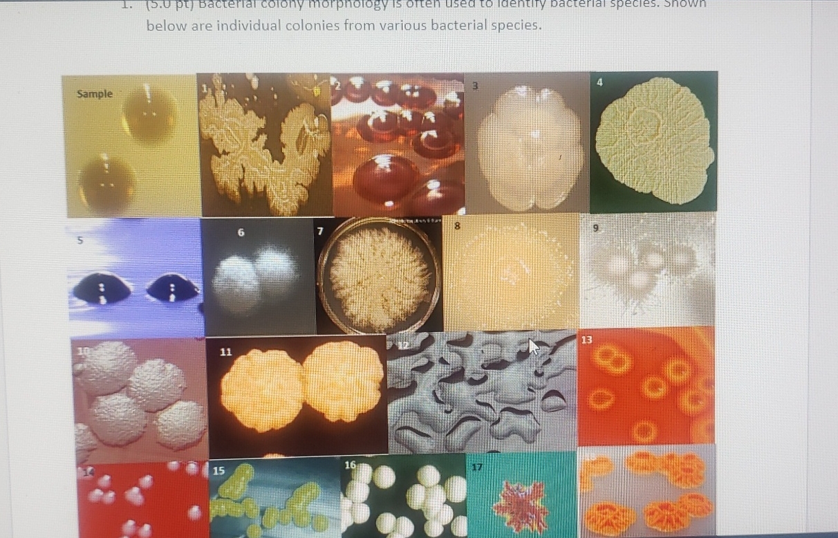 Solved (5.U pt) ﻿Bacterial colony morphology is otten used | Chegg.com