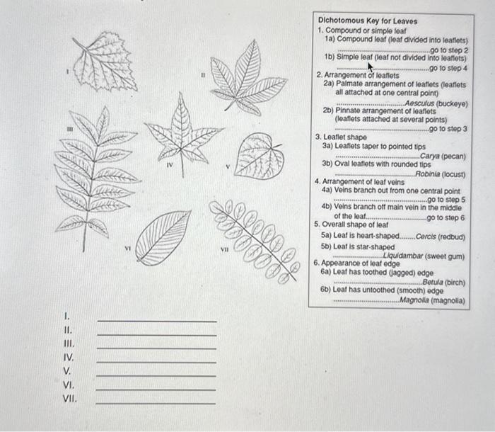 Dichotomous Key for Leaves 1. Compound or simple loat | Chegg.com