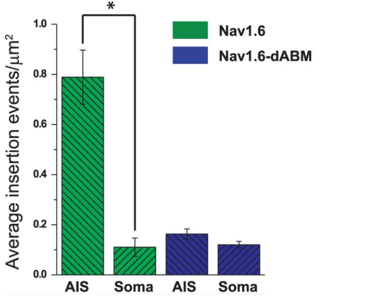 Solved Voltage-gated Na+ ﻿channels (Nav) ﻿are synthesized in | Chegg.com