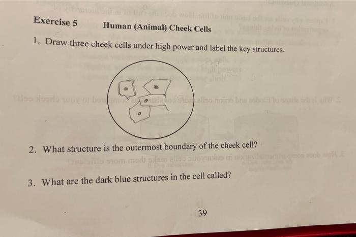 Solved Exercise 5 Human (Animal) Cheek Cells 1. Draw three | Chegg.com