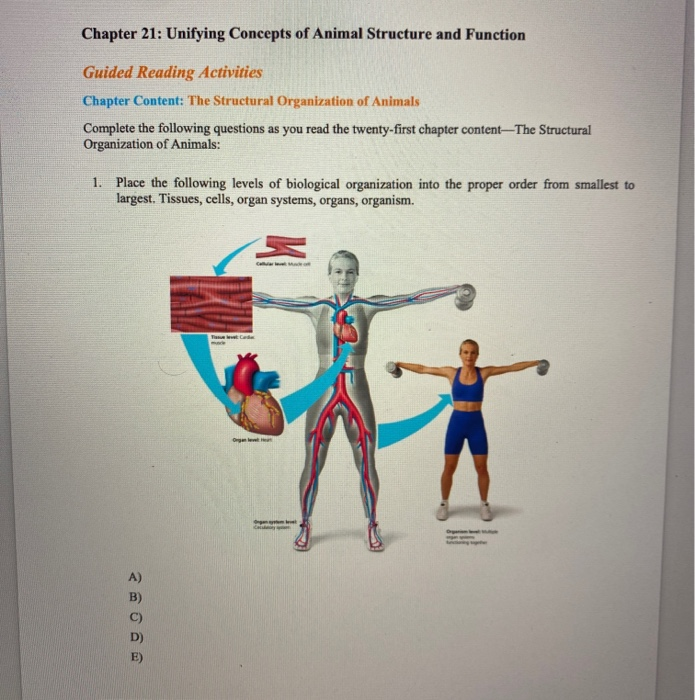 Solved Chapter 21: Unifying Concepts of Animal Structure and | Chegg.com