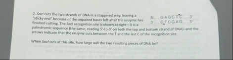Solved Socl cuts the two strands of DNA in a staggered way, | Chegg.com