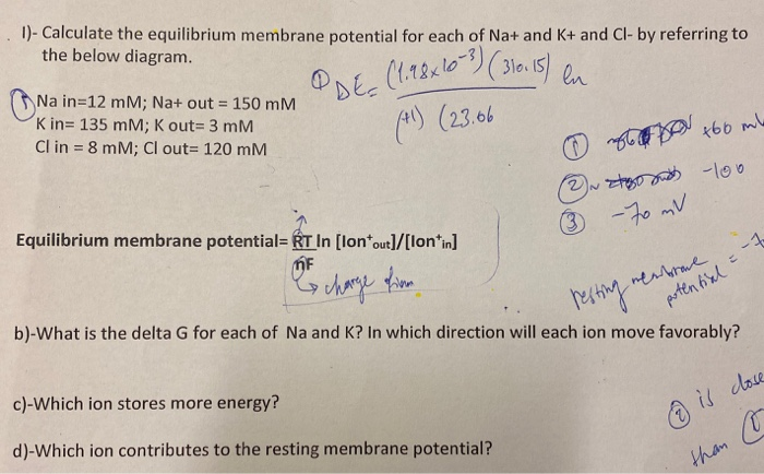 Solved 1)- Calculate the equilibrium membrane potential for | Chegg.com