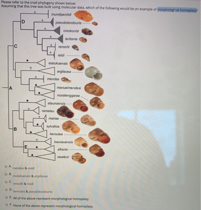 Solved Please refer to the snail phylogeny shown below: | Chegg.com