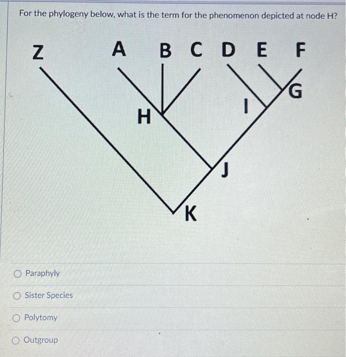 Solved For the phylogeny below, what is the term for the | Chegg.com