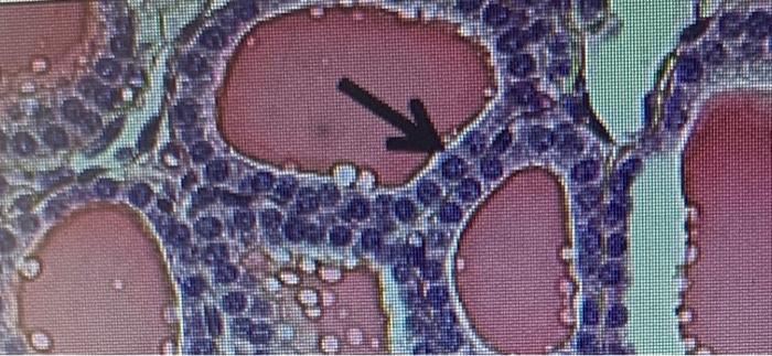 Solved What cells are these? | Chegg.com
