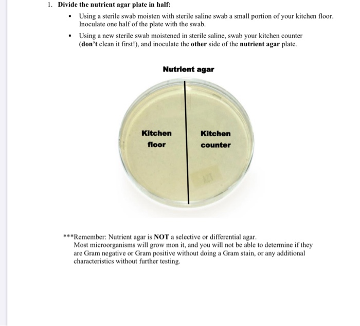 Solved Nutrient agar plate results (kitchen counter and | Chegg.com