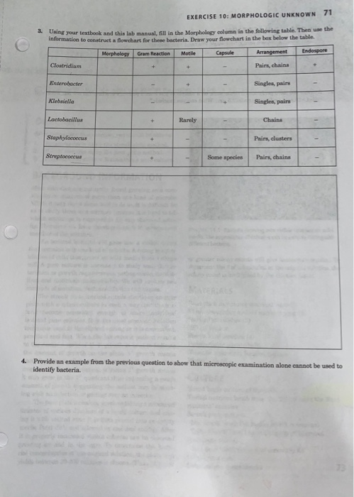 Solved EXERCISE LABORATORY REPORT Gram Stain Unknown 10 | Chegg.com