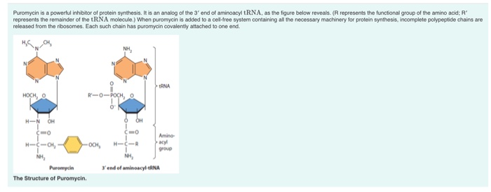 Solved Puromycin is a powerful inhibitor of protein | Chegg.com