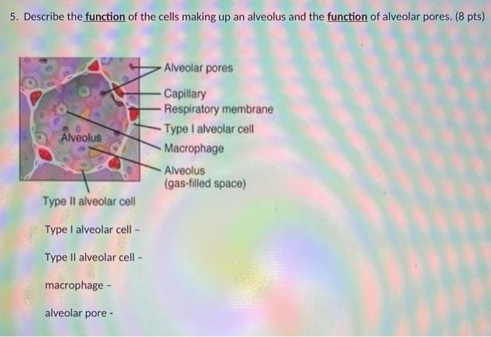 Solved 5. Describe the function of the cells making up an | Chegg.com