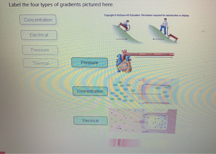 Label the four types of gradients pictured here. | Chegg.com