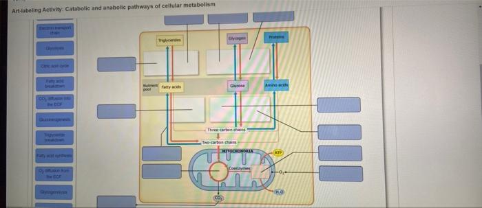 Solved Art-labeling Activity: Catabolic and anabolic | Chegg.com