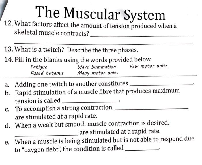 Solved The Muscular System 12. What factors affect the | Chegg.com