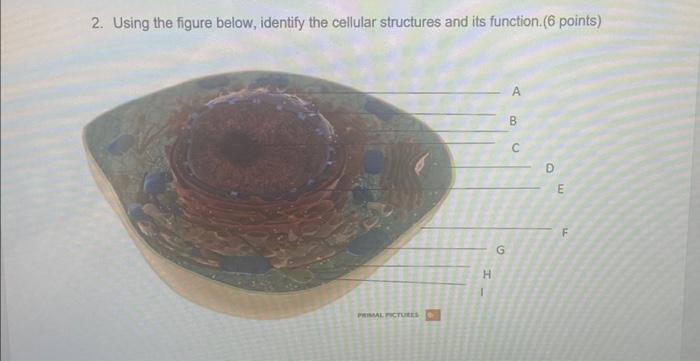 Solved 2. Using the figure below, identify the cellular | Chegg.com Solved 2. Using the figure below, identify the cellular | Chegg.com