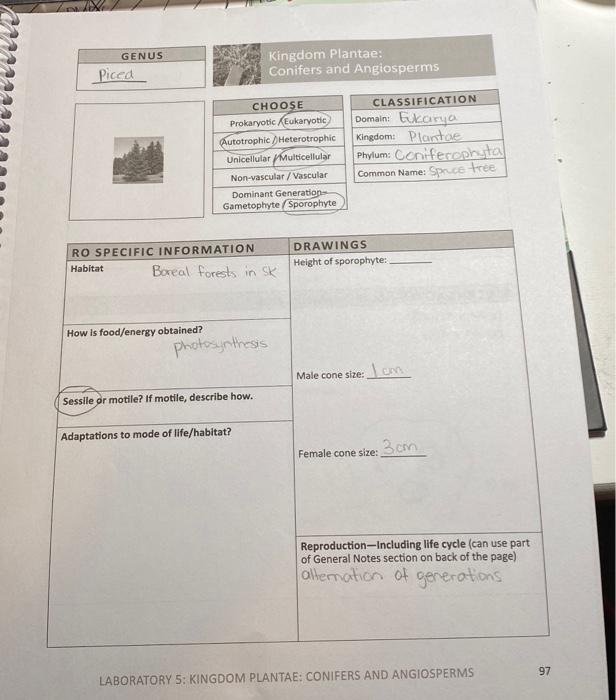 Solved LABORATORY 5: KINGDOM PLANTAE: CONIFERS AND | Chegg.com