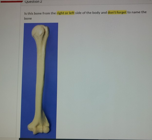 Solved Question 2 Is this bone from the right or left side | Chegg.com