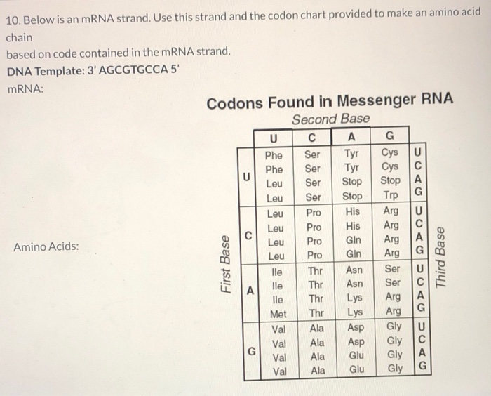 Solved 10. Below is an mRNA strand. Use this strand and the | Chegg.com