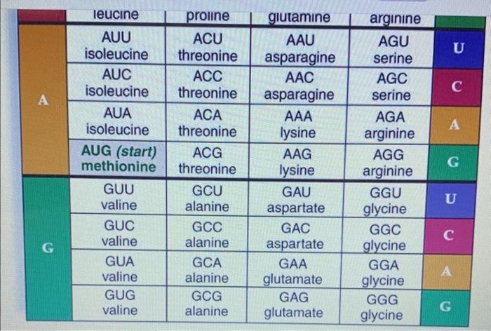 Solved A change in an mRNA nucleotide sequence from UUUGAA | Chegg.com
