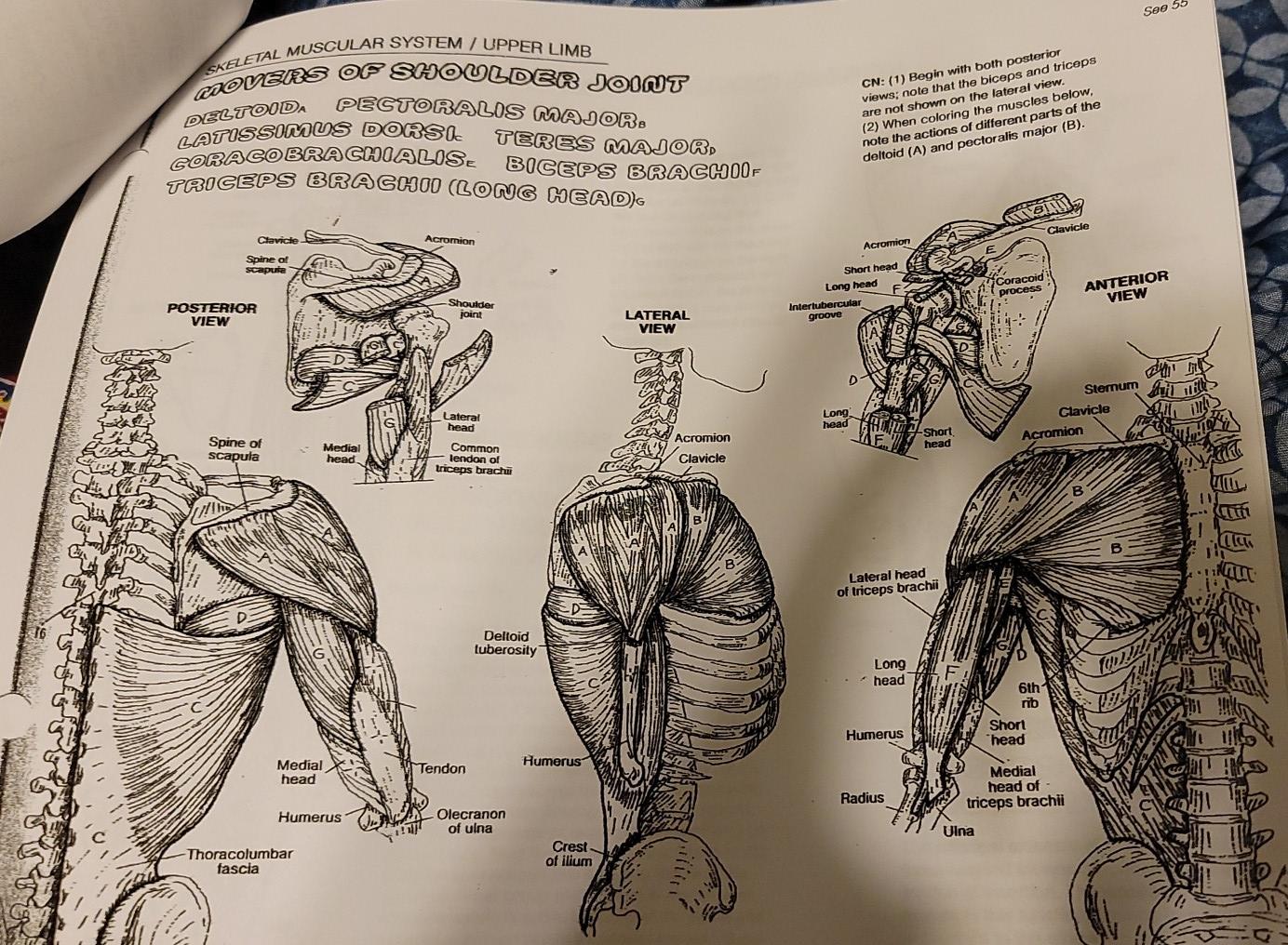/ UPPER LIMB 54 MUSCLES OF SCAPULAR STABILIZATION | Chegg.com