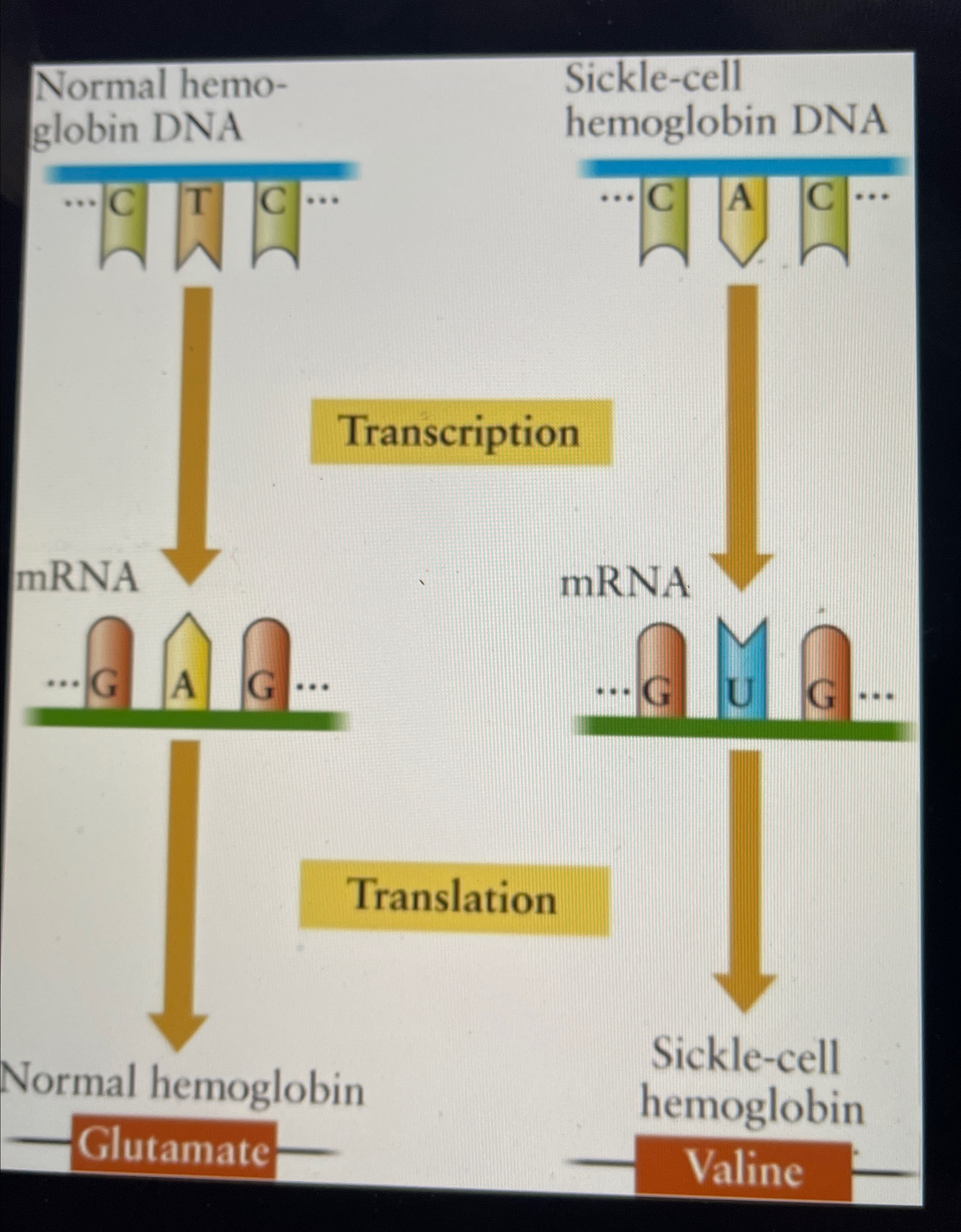 Solved You are looking at a diagram showing protein | Chegg.com