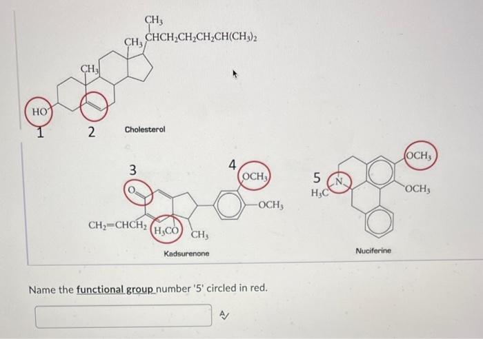 Solved Name the functional group number ' 5 ' circled in | Chegg.com