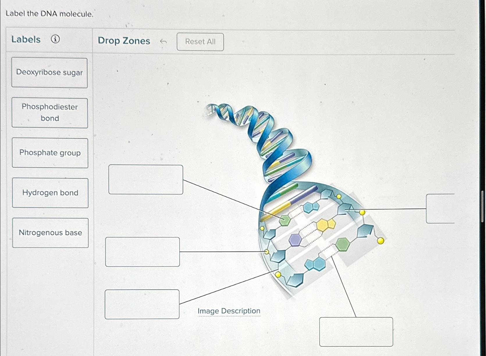 Solved Label the DNA molecule.Labels (i) ﻿Drop Zones | Chegg.com