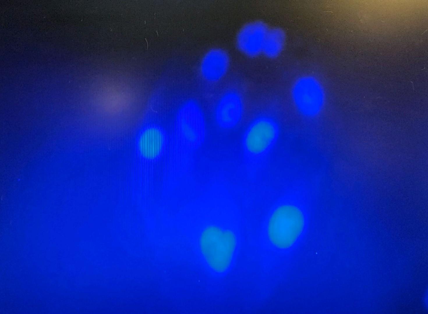 Solved 8 Acquiring Images With Evos Microscope Lab Goal