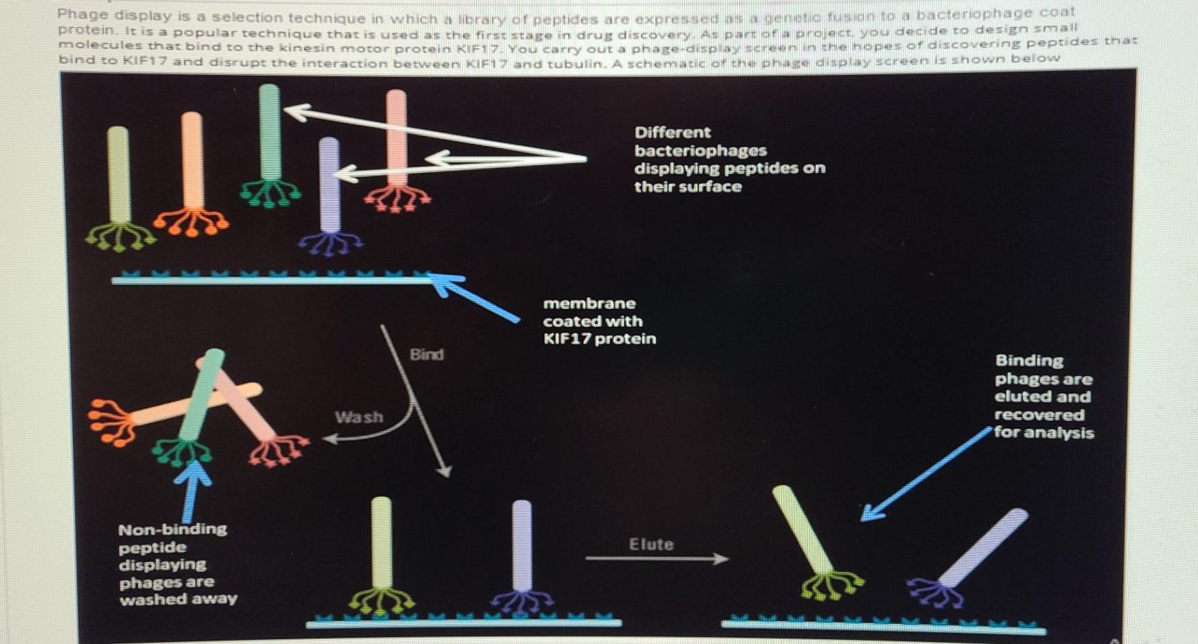 Solved Phage display is a selection technique in which a | Chegg.com