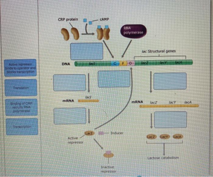 Solved Correctly identify the steps leading to regulation | Chegg.com