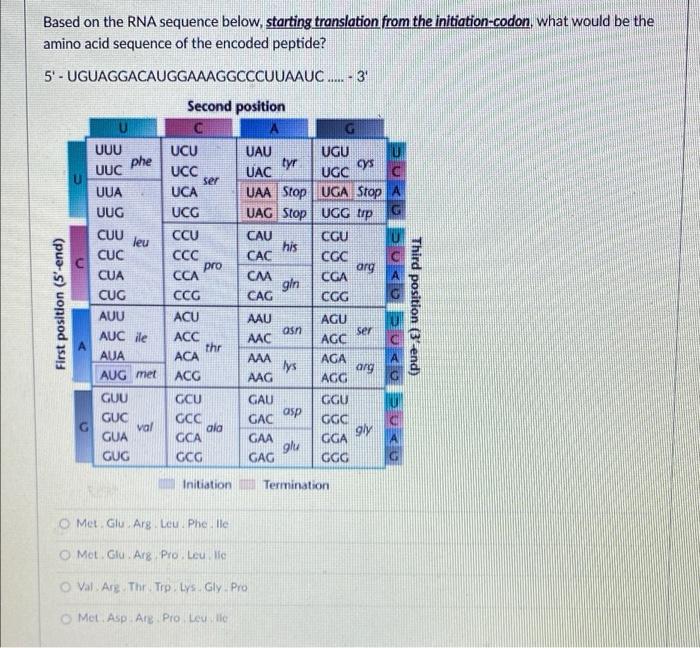 Solved phe cys Based on the RNA sequence below, starting | Chegg.com