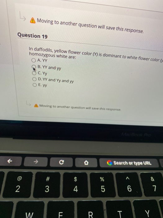 Solved In daffodils, yellow flower color (Y) is dominant to | Chegg.com