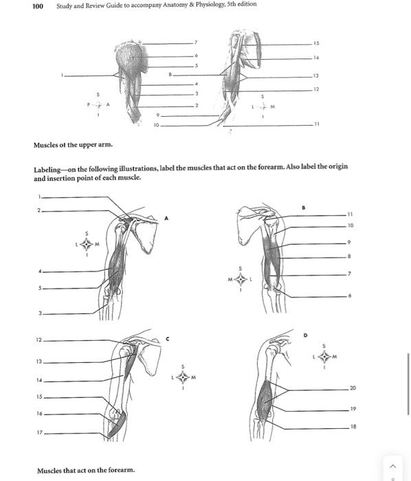Solved 100 Study and Review Guide to accompany Anatomy \& | Chegg.com