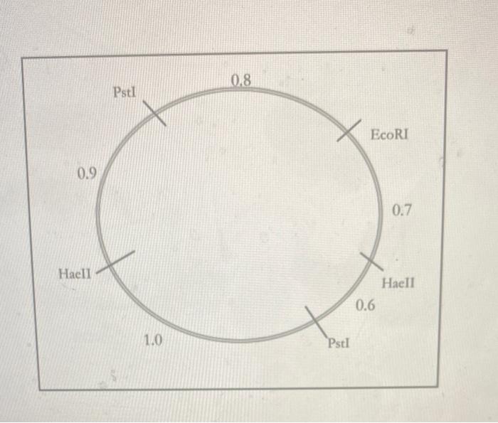 Solved 5. You have purified a new plasmid from E. coli. In | Chegg.com