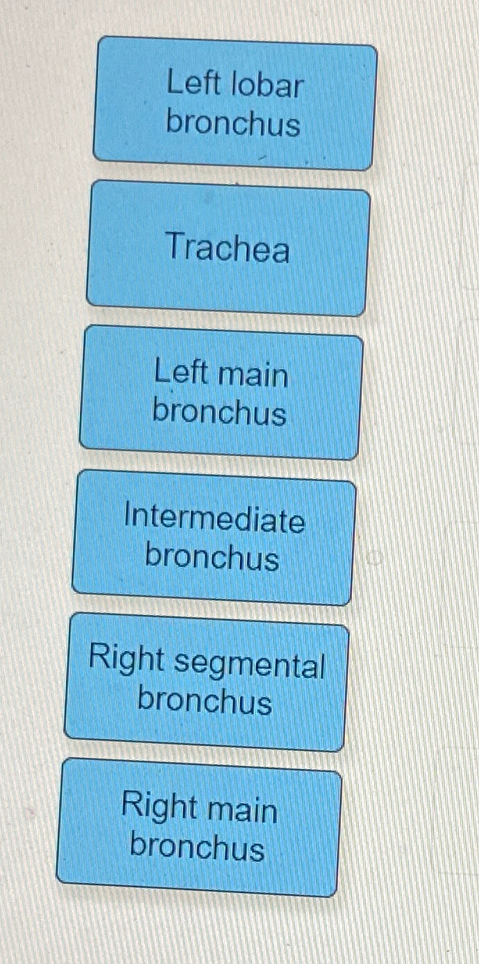 Solved Left lobar bronchusTracheaLeft main | Chegg.com