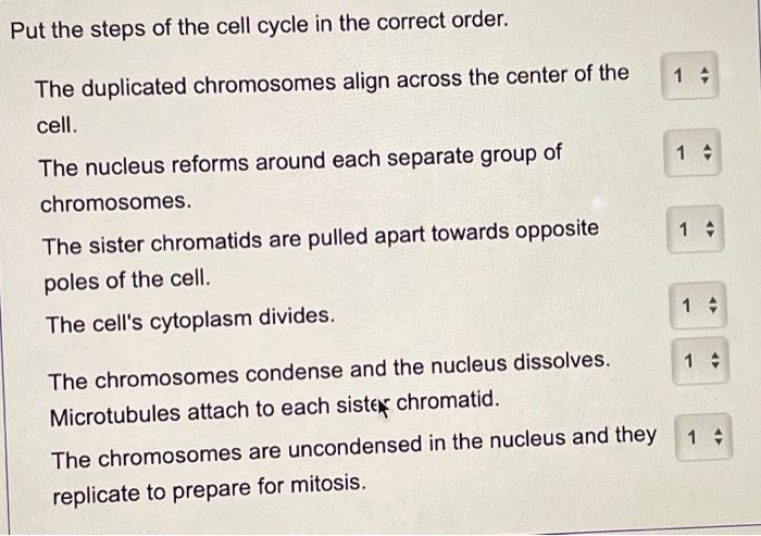 Solved Put the steps of the cell cycle in the correct order. | Chegg.com