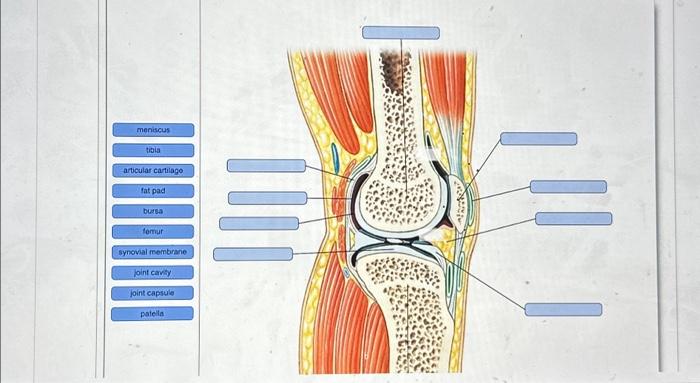 Solved match the labels with the correct bone or structure | Chegg.com