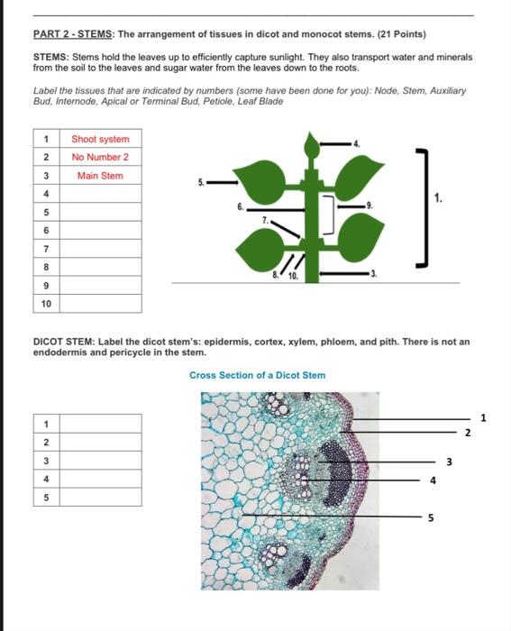 Solved PART 2 - STEMS: The arrangement of tissues in dicot | Chegg.com