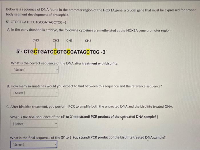 Below is a sequence of DNA found in the promoter | Chegg.com